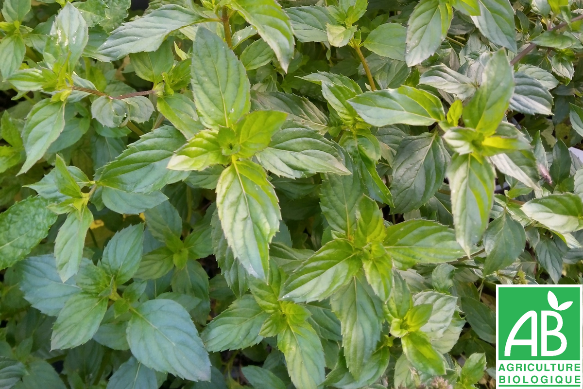 Menthe Basilic AB – Pépinière du Val des Granges