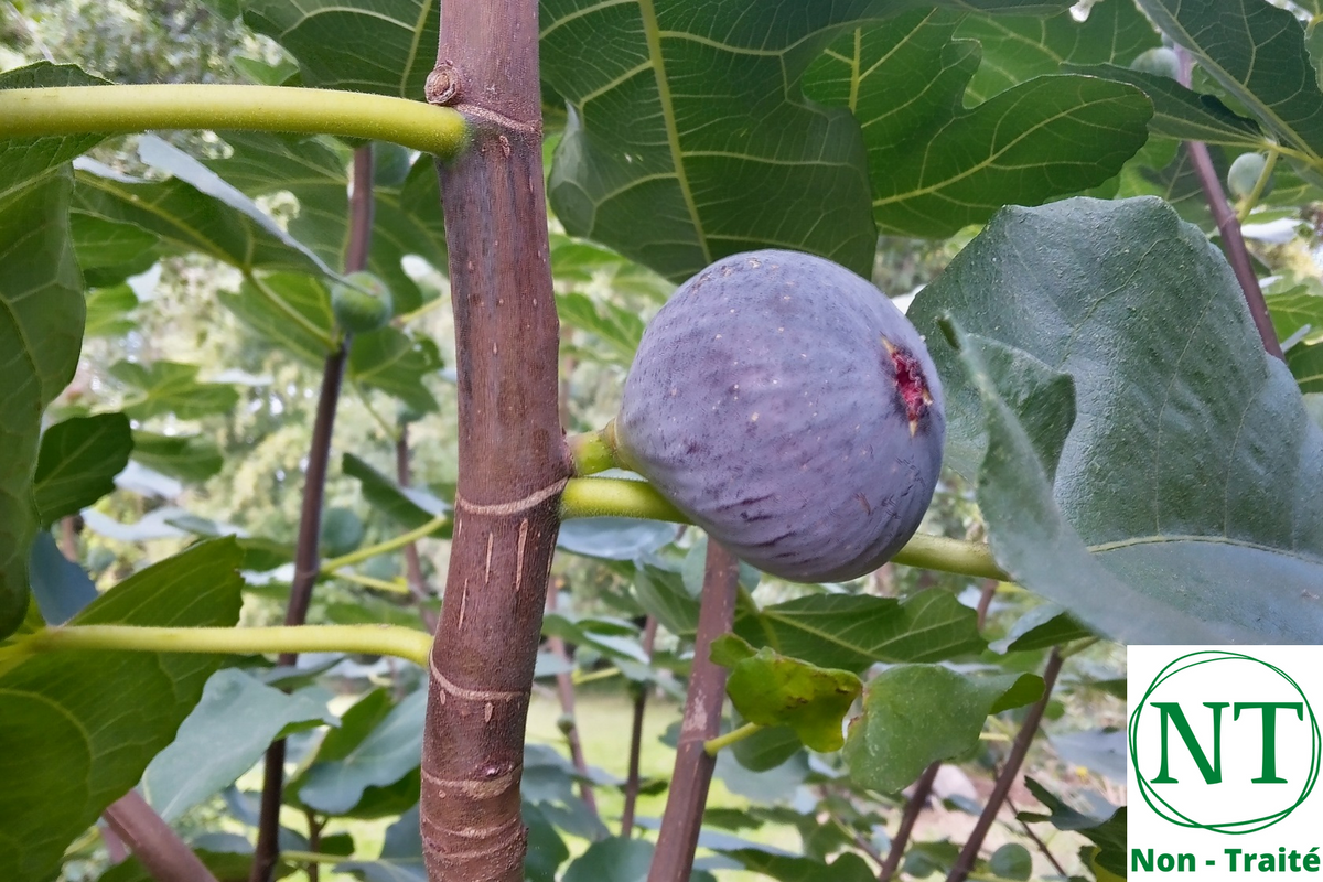 Figuier Pastillière NT – Pépinière du Val des Granges